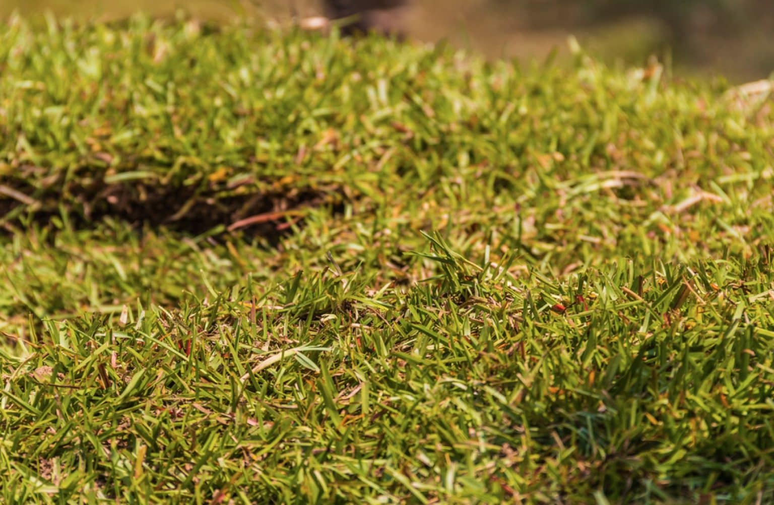 Using Grass Seed for Erosion Control: Effective Landscaping Solutions ...