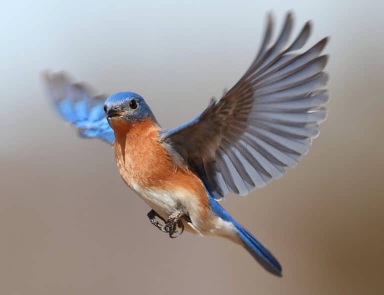 10 of the Most Common Songbirds in Michigan: ID + Guide – GFL Outdoors