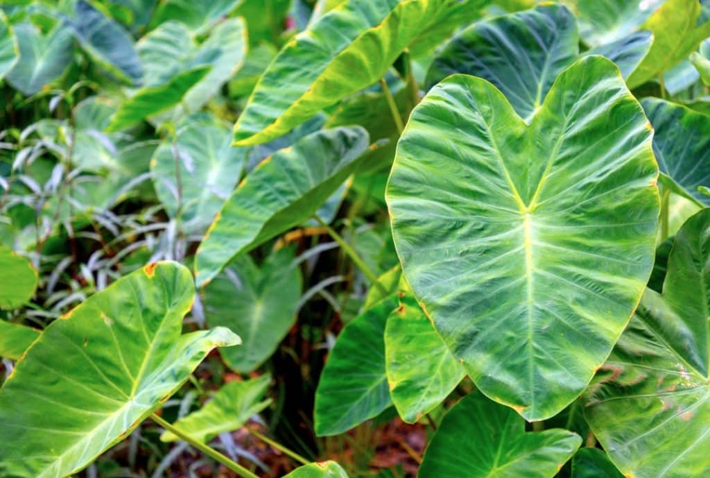 When to Plant Elephant Ear Bulbs: Optimal Timing for Lush Foliage – GFL ...
