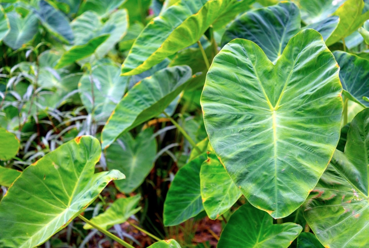 When to Plant Elephant Ear Bulbs: Optimal Timing for Lush Foliage - GFL ...