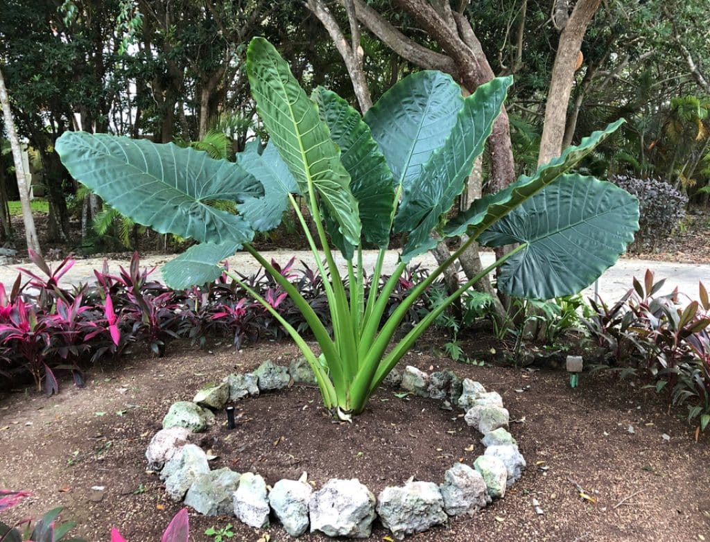 When to Plant Elephant Ear Bulbs: Optimal Timing for Lush Foliage - GFL ...