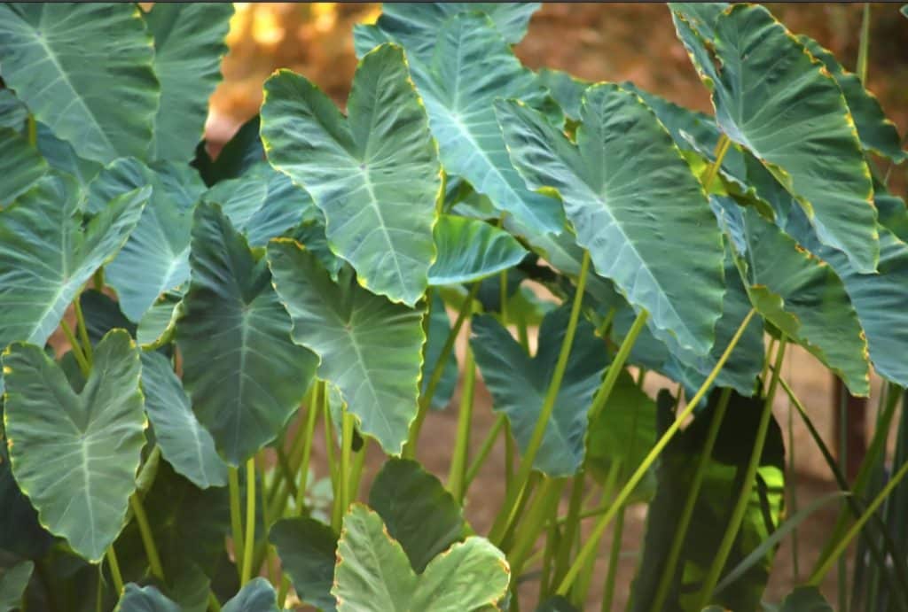 When to Plant Elephant Ear Bulbs: Optimal Timing for Lush Foliage – GFL ...