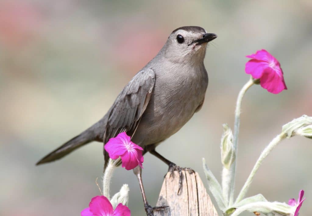 Small Gray Birds with White Bellies in the United States - GFL Outdoors
