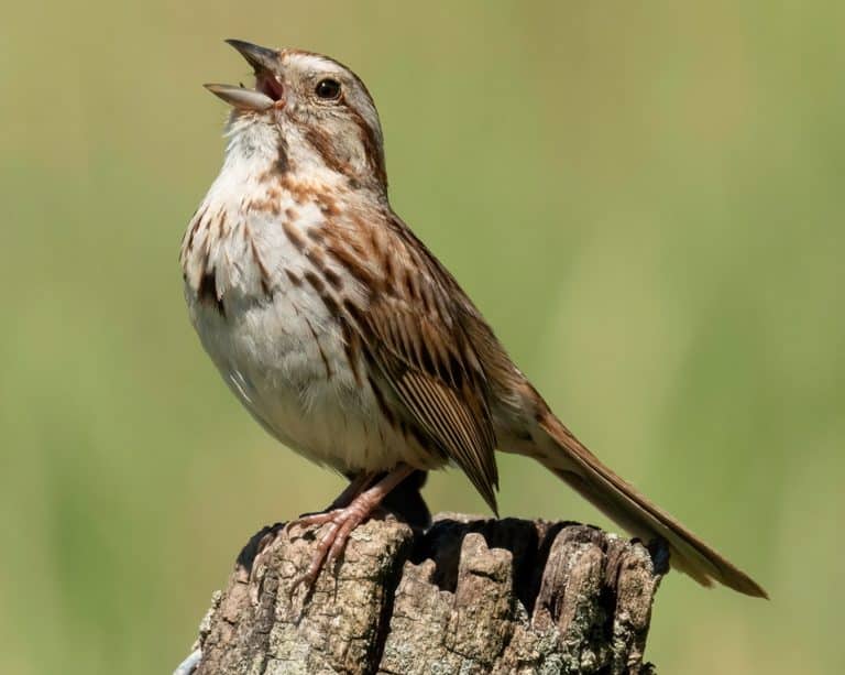 10 of the Most Common Songbirds in Michigan: ID + Guide – GFL Outdoors