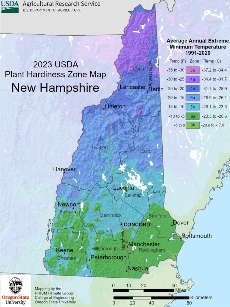 When to Plant Tomatoes in New Hampshire: + Success Guide - GFL Outdoors
