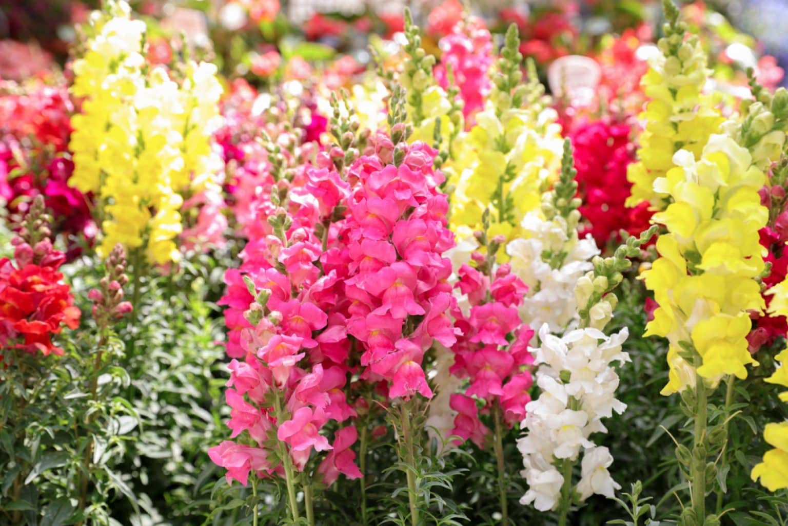 17 Self-Seeding Plants to Create a Effortless and Naturally Flourishing ...