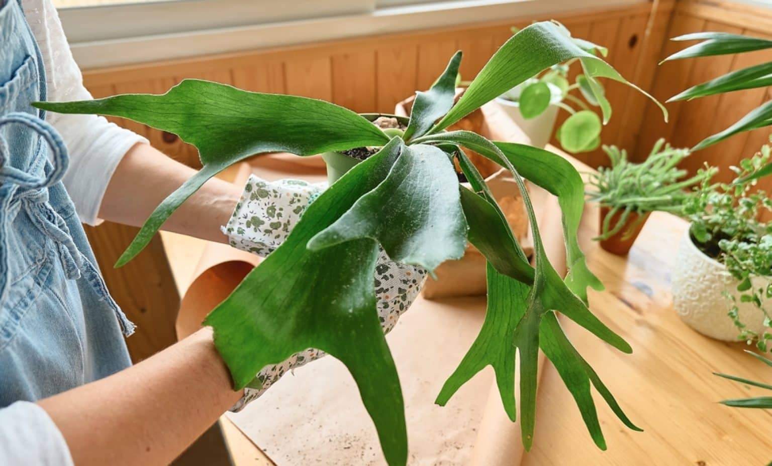 Why Are Staghorn Ferns So Expensive: Factors Driving Their High Cost ...