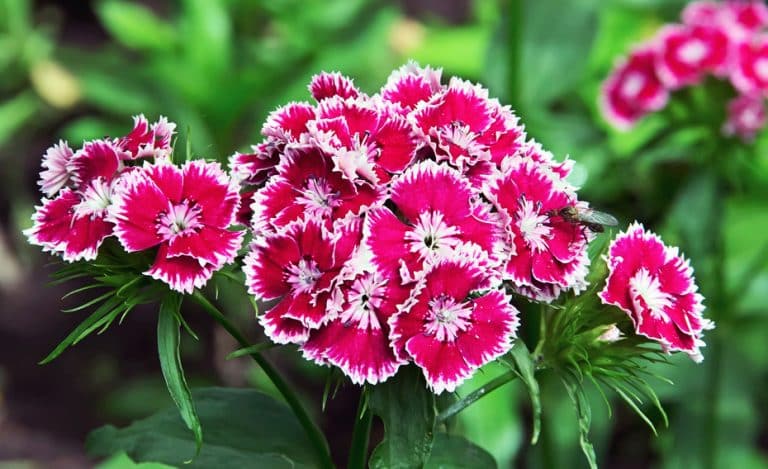 When to Plant Sweet William: Get The Timing Right - GFL Outdoors