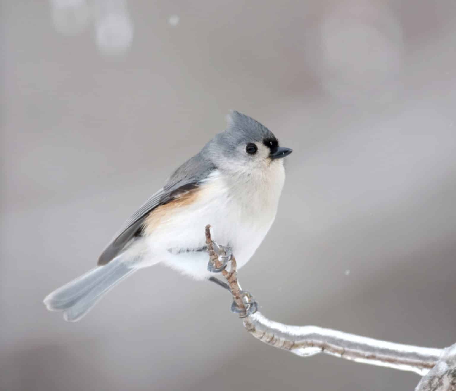 Small Gray Birds with White Bellies in the United States - GFL Outdoors