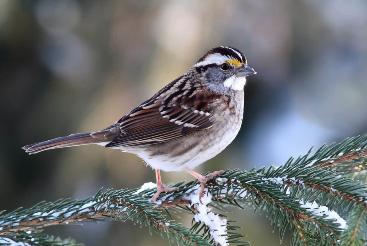 10 of the Most Common Songbirds in Michigan: ID + Guide – GFL Outdoors