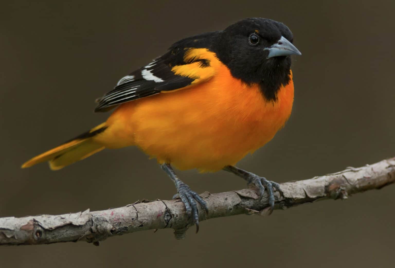 10 of the Most Common Orange Birds Found in the US (Lower 48) – GFL ...