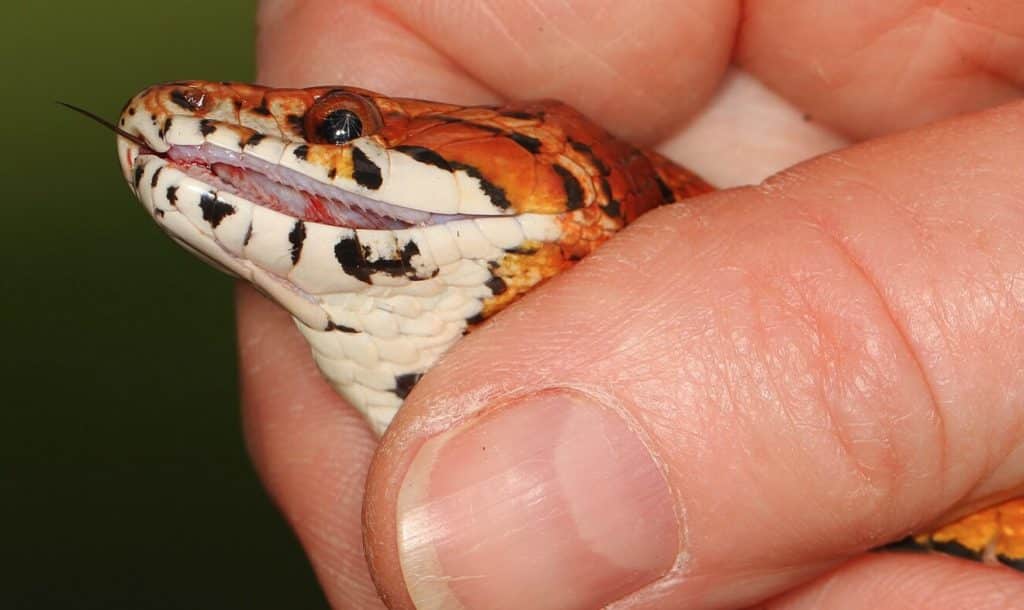 How Long Does Corn Snakes Live: Understanding Their Lifespan in ...