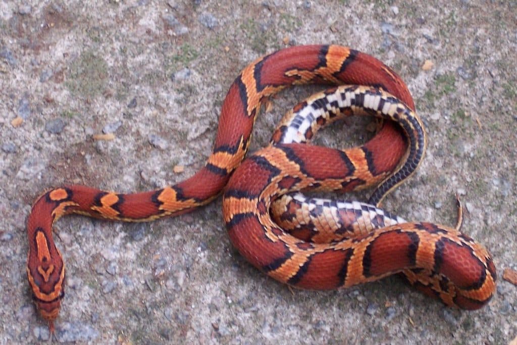 How Long Does Corn Snakes Live: Understanding Their Lifespan in ...