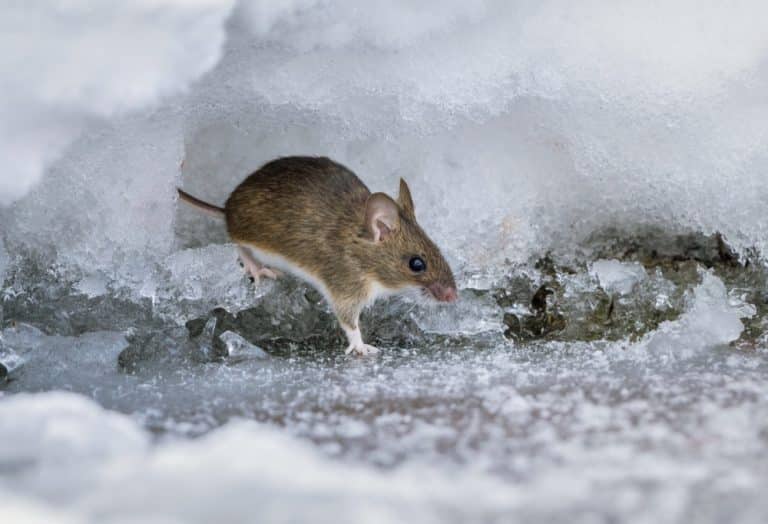 Where Do Mice Live? Uncovering the Diverse Dwellings of These Tiny ...
