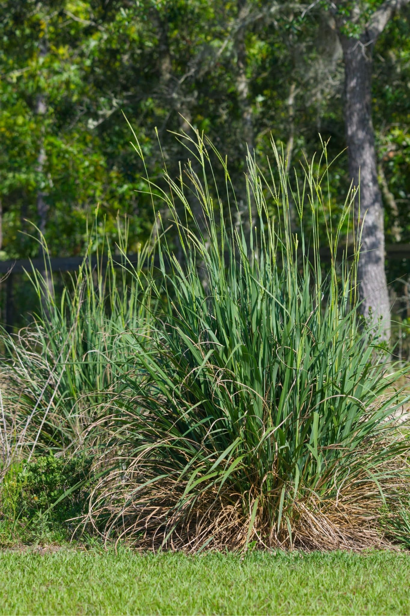 Zone 8 Ornamental Grasses (15 Native and Non-Native Winners) - GFL Outdoors