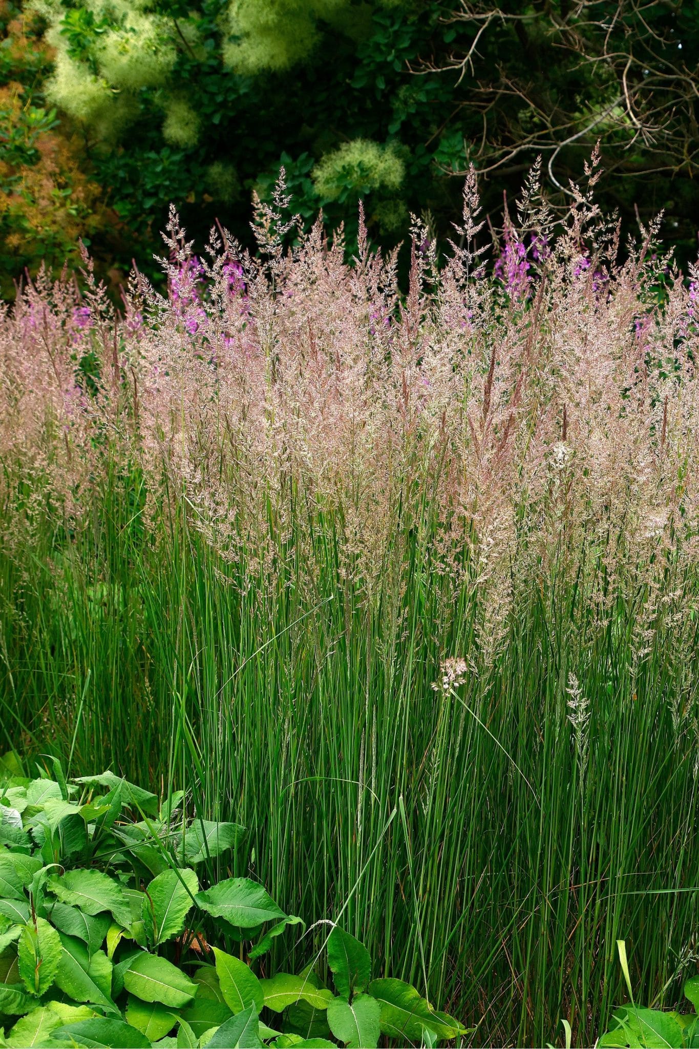 Zone 8 Ornamental Grasses (15 Native and Non-Native Winners) - GFL Outdoors