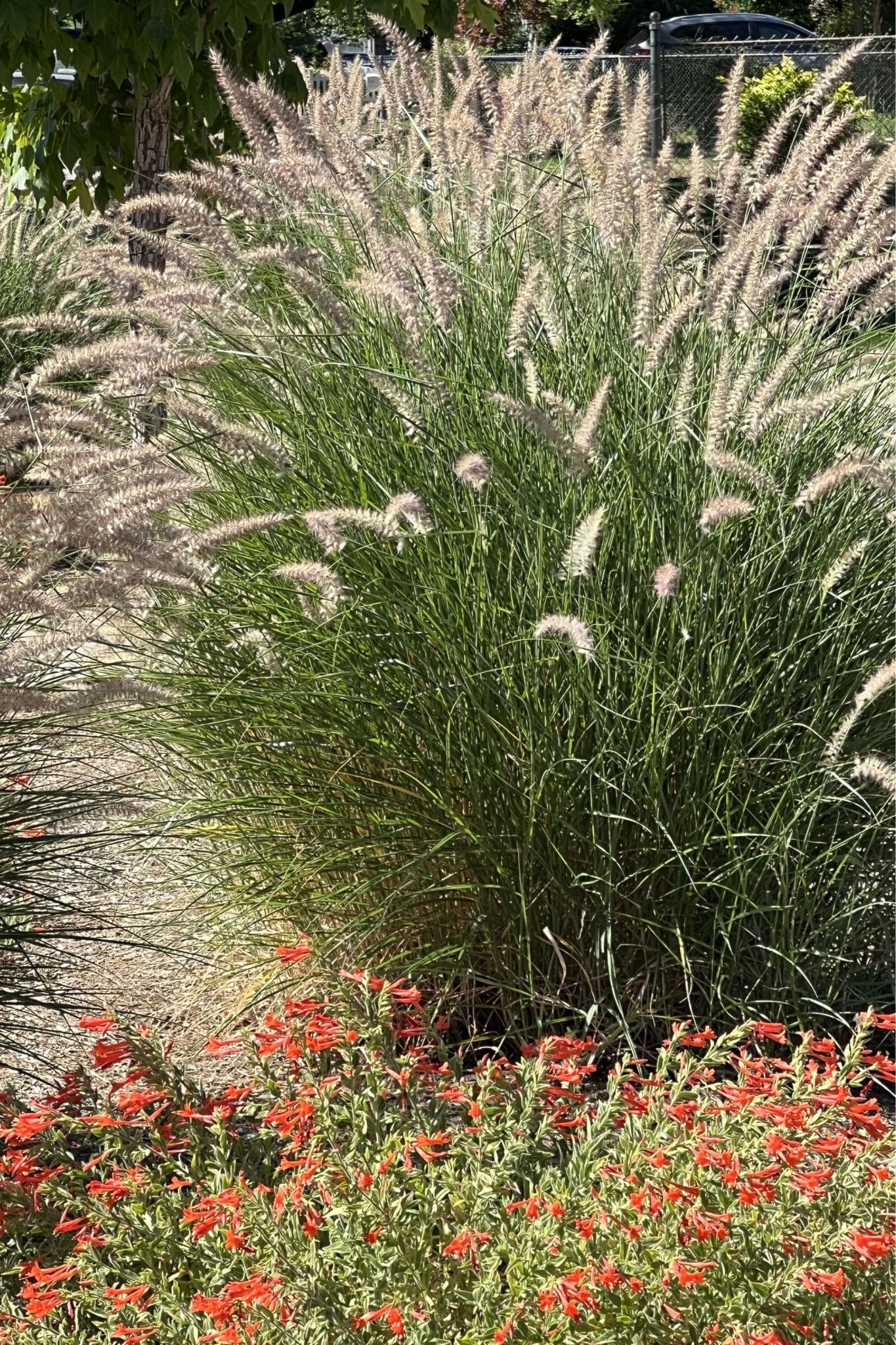 Zone 8 Ornamental Grasses (15 Native and Non-Native Winners) - GFL Outdoors