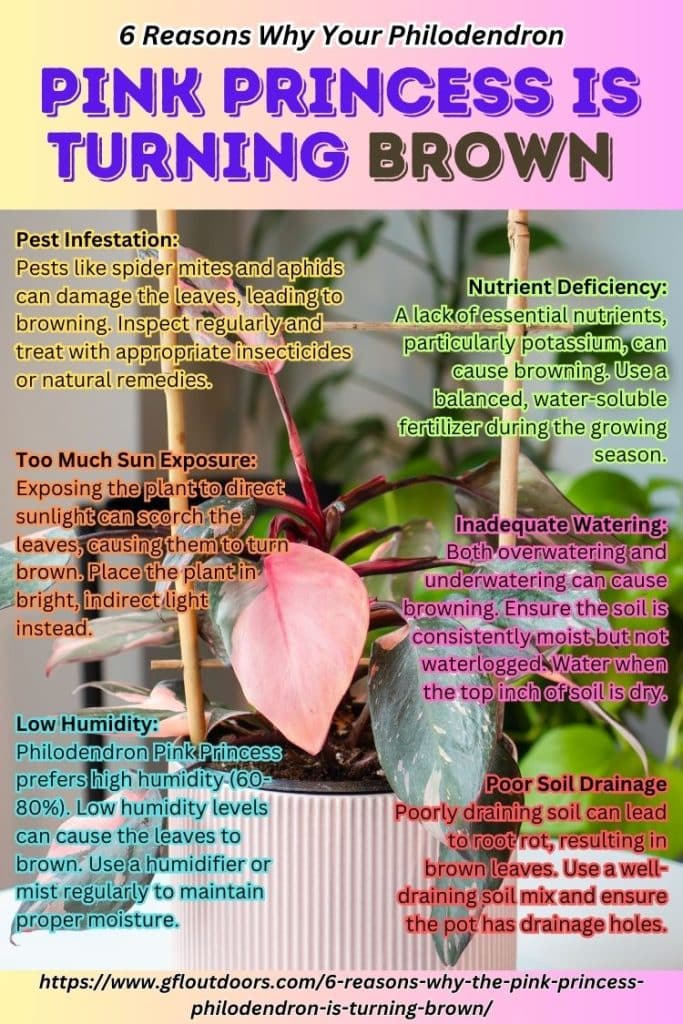6 Reasons Why the Pink Princess Philodendron Is Turning Brown ...