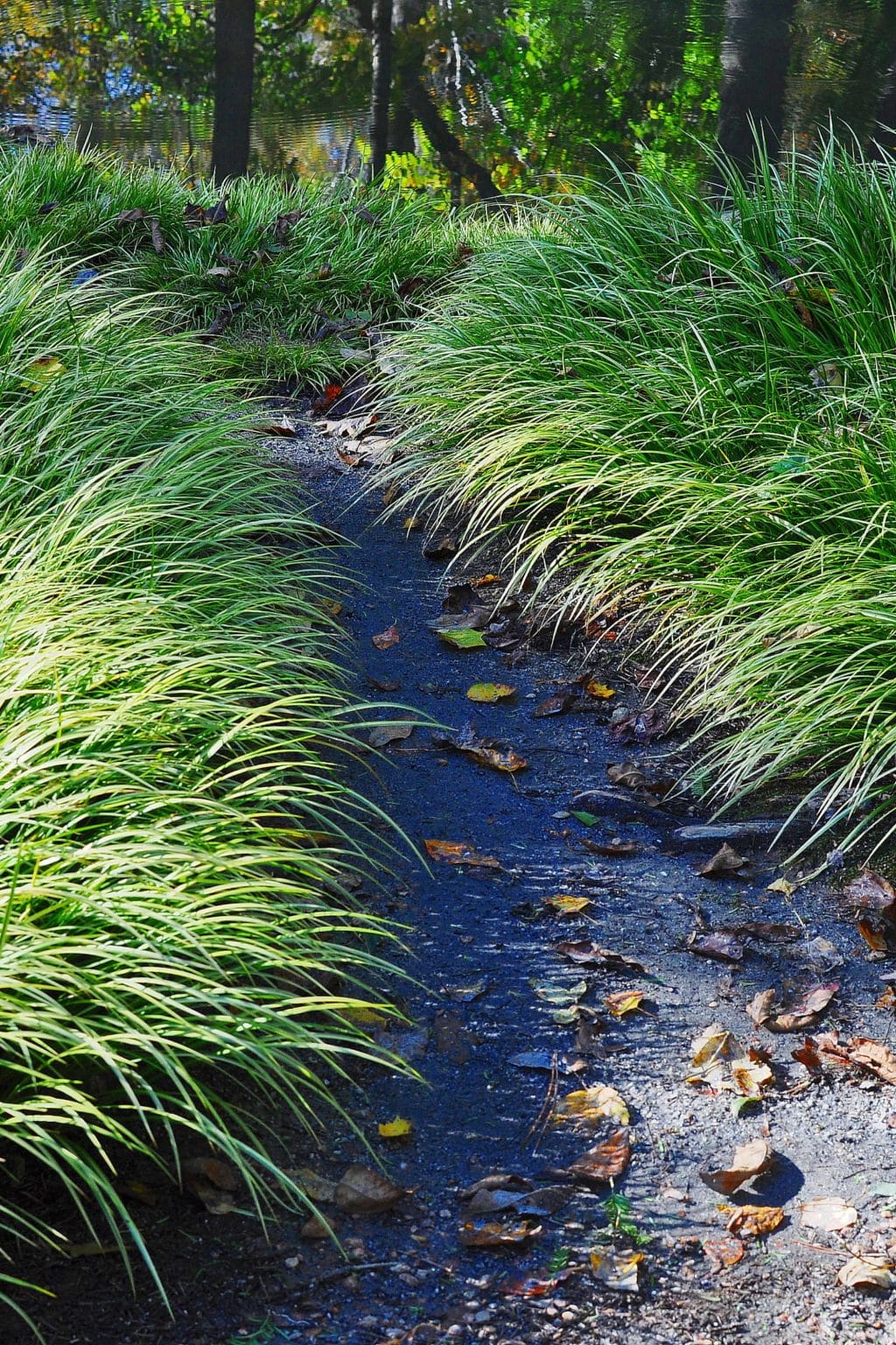 15 Centennial State Perennials That Thrive With Neglect – GFL Outdoors