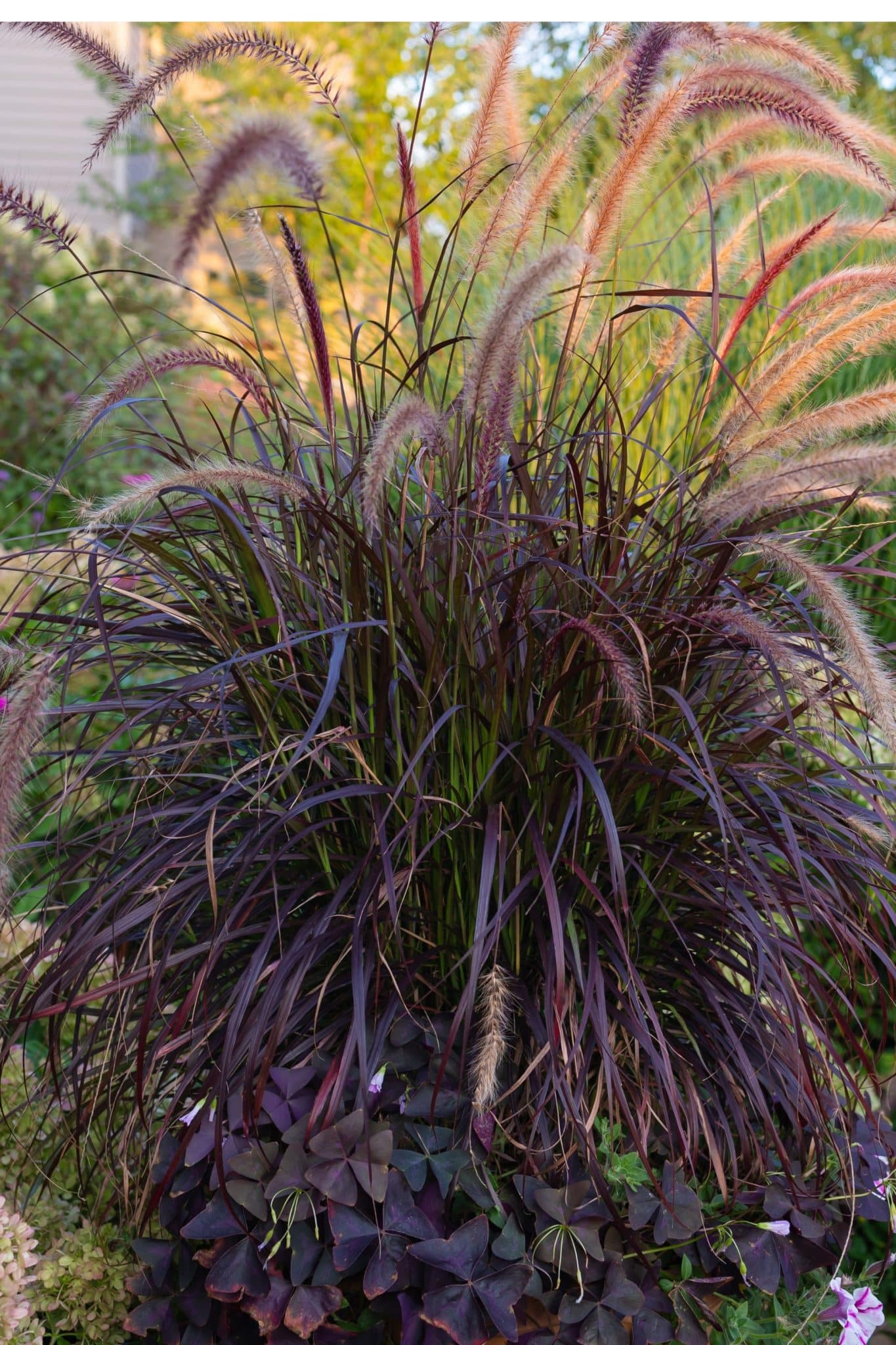 Zone 8 Ornamental Grasses (15 Native and Non-Native Winners) - GFL Outdoors