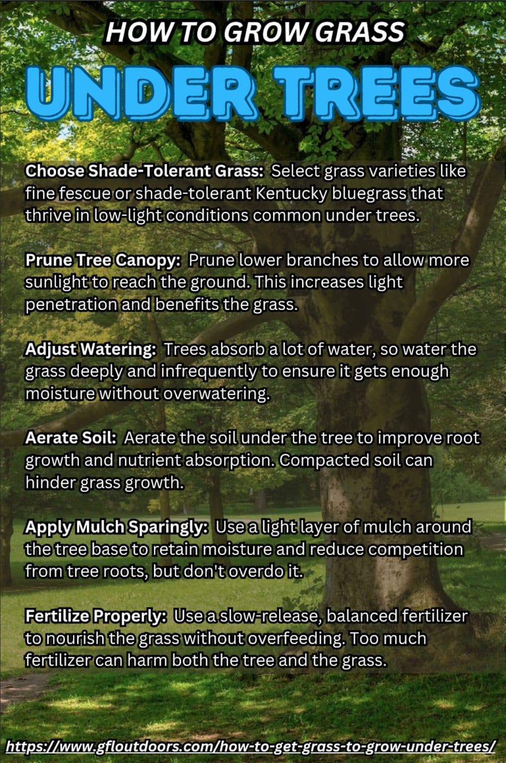 How to Get Grass to Grow Under Trees: Tips for Shady Spots – GFL Outdoors