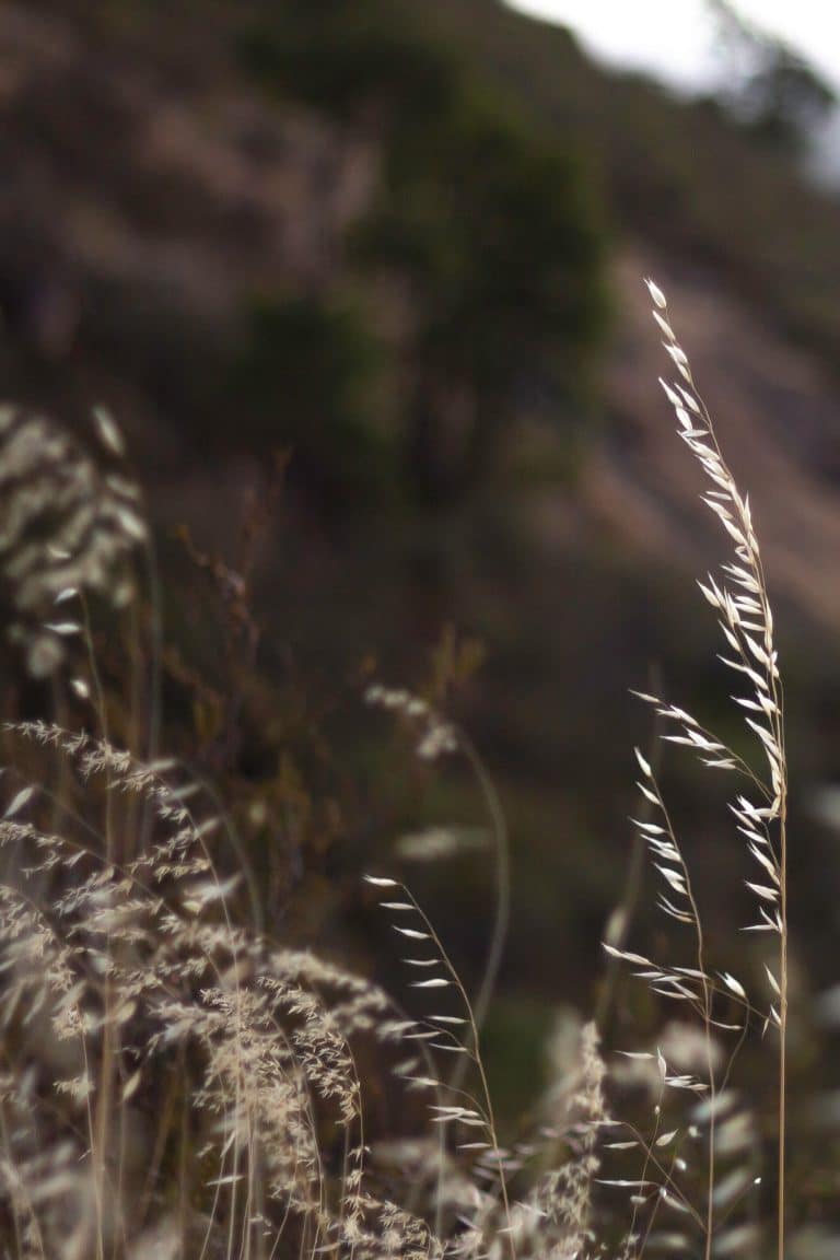 Zone 8 Ornamental Grasses (15 Native and Non-Native Winners) – GFL Outdoors