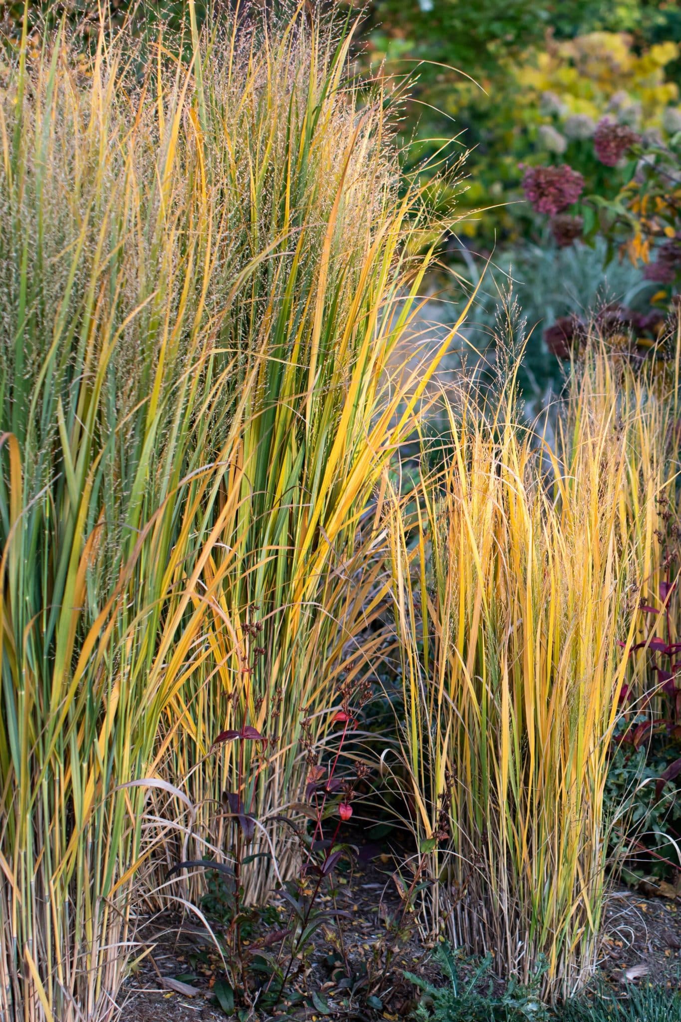 Zone 8 Ornamental Grasses (15 Native and Non-Native Winners) – GFL Outdoors