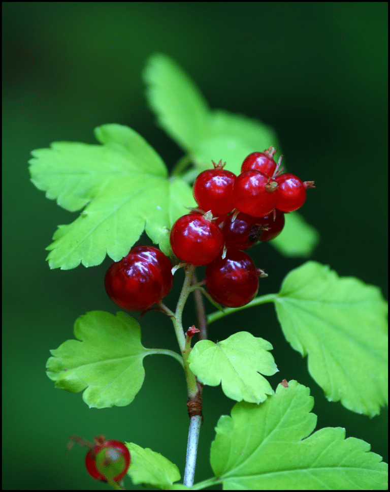 27 Beautiful Plants That Grow Well Under Trees - GFL Outdoors
