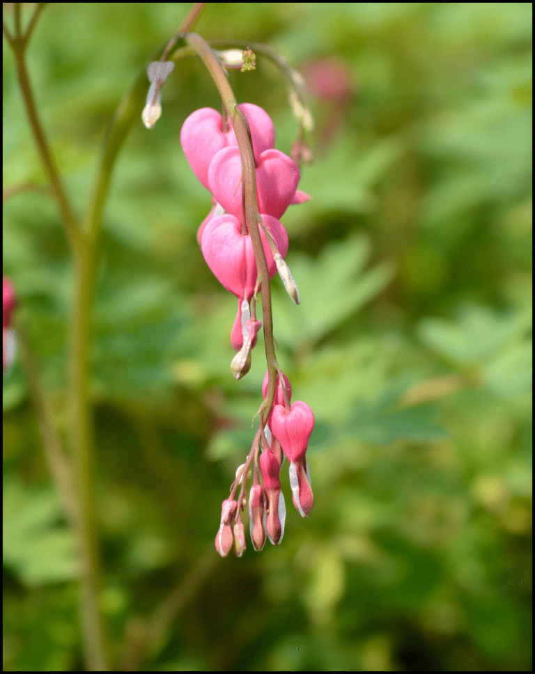 27 Beautiful Plants That Grow Well Under Trees – GFL Outdoors