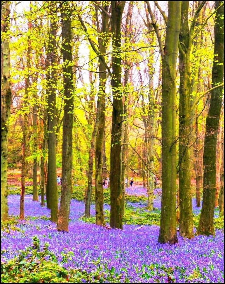 27 Beautiful Plants That Grow Well Under Trees - GFL Outdoors