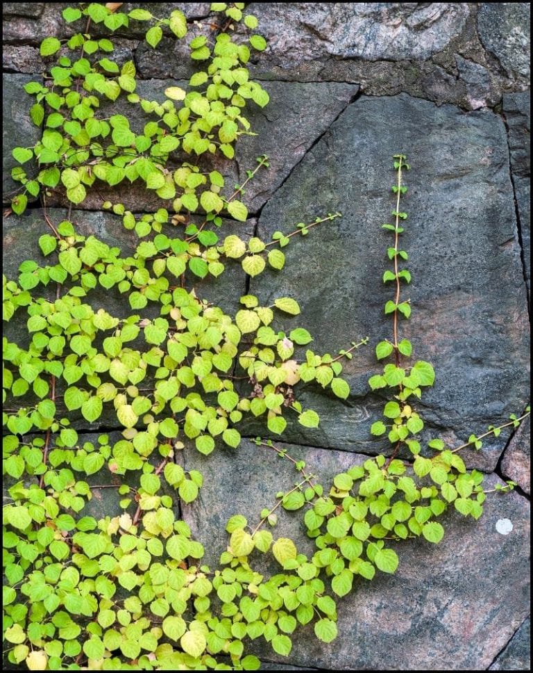 27 Beautiful Plants That Grow Well Under Trees – GFL Outdoors