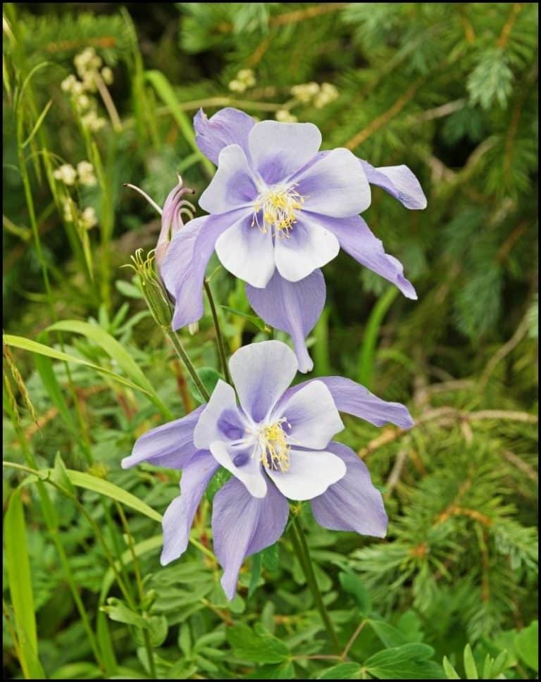 27 Beautiful Plants That Thrive Under Trees, Creating a Lush and Shaded ...