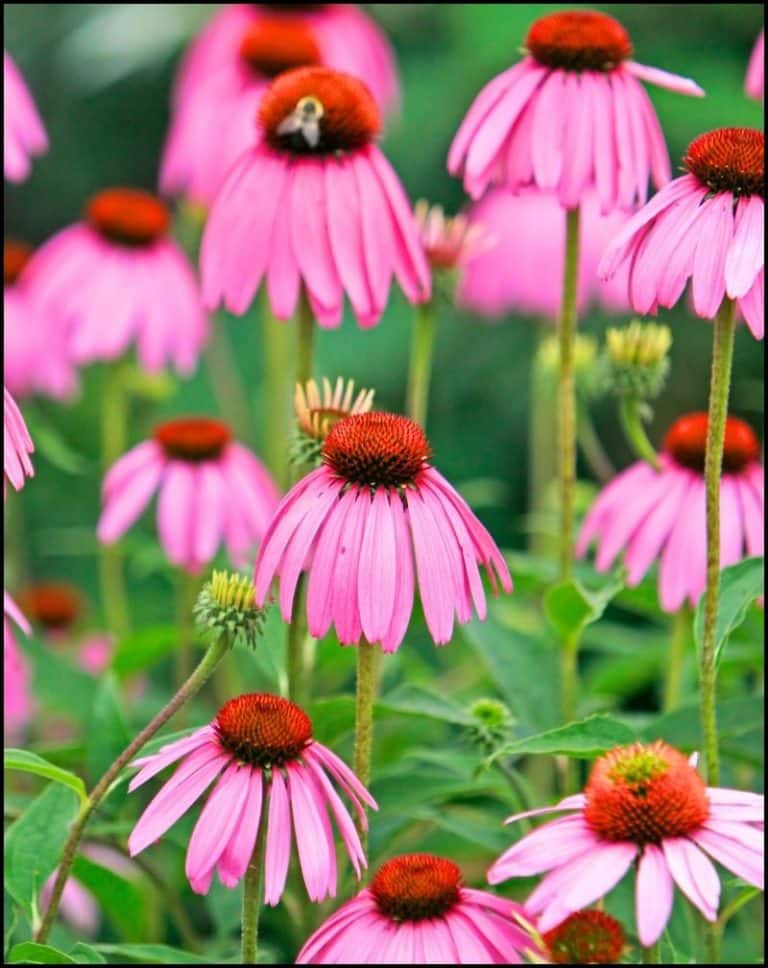 10 Pollinator-Friendly Plants to Welcome Bees – GFL Outdoors