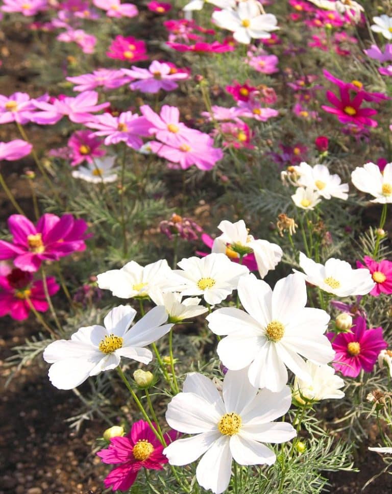 17 Self-Seeding Plants to Create a Effortless and Naturally Flourishing ...