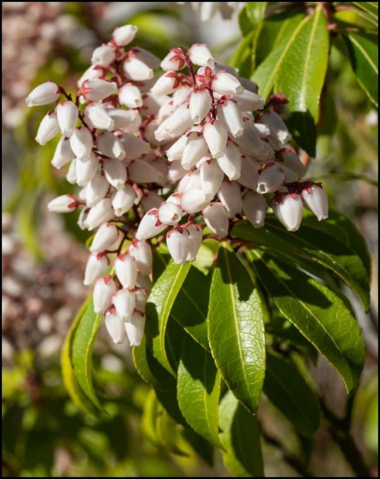 27 Beautiful Plants That Grow Well Under Trees – GFL Outdoors