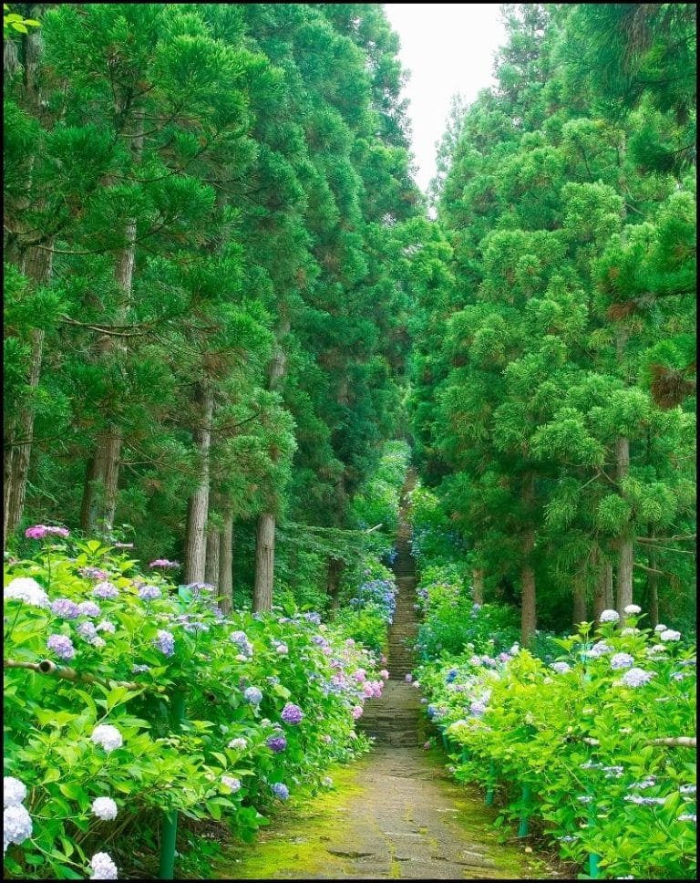 27 Beautiful Plants That Grow Well Under Trees - GFL Outdoors