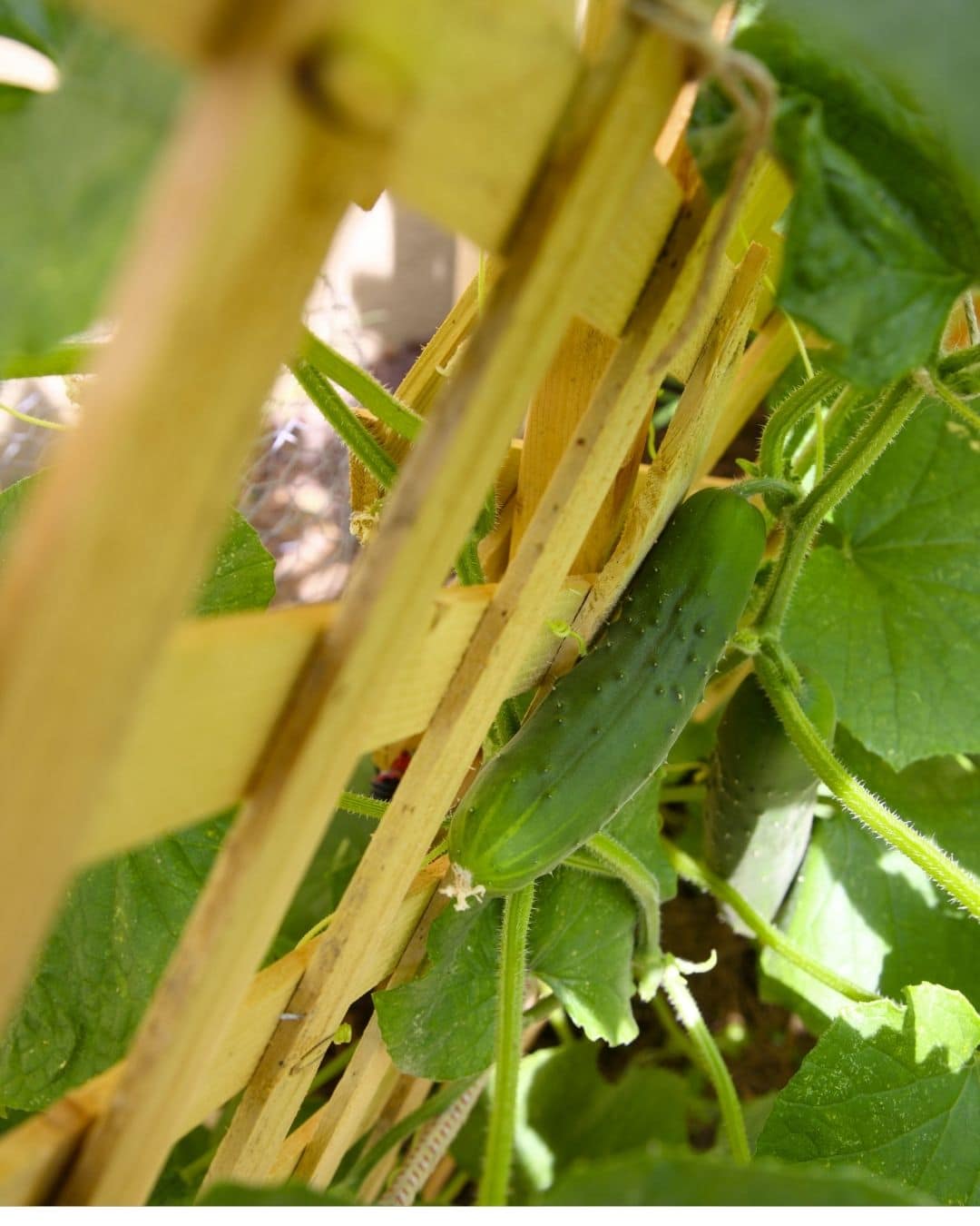 15 Gardening Hacks That Actually Work – GFL Outdoors