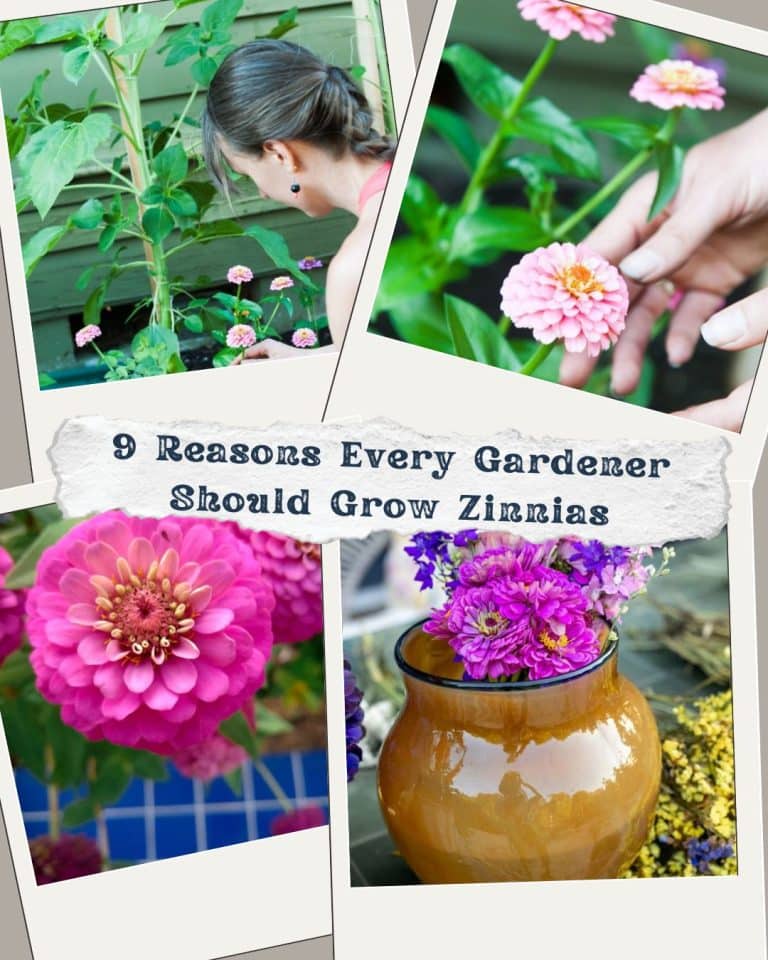 9 Reasons Every Gardener Should Grow Zinnias – GFL Outdoors