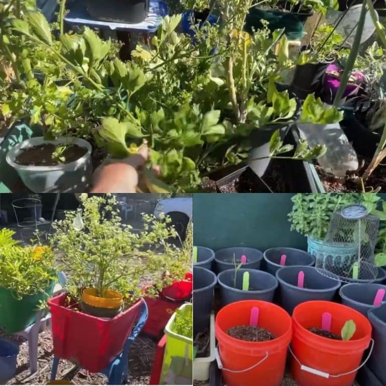 How to Grow a Never-Ending Supply of Celery in a Pot: A Step-by-Step ...