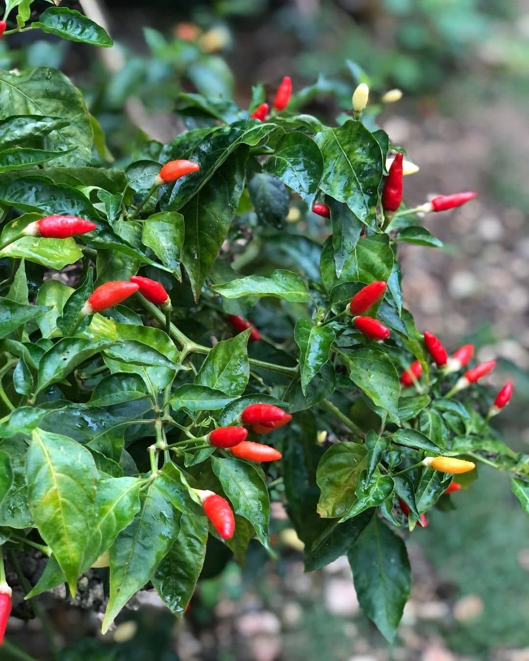 10 Heat Tolerant Vegetables to Plant Now and When to Harvest - GFL Outdoors