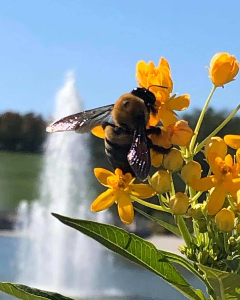 10 Pollinator-Friendly Plants to Welcome Bees – GFL Outdoors