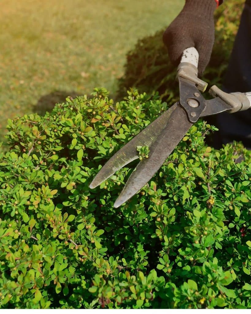 February Garden Checklist: 10 Essential Garden Prep Activities - GFL ...
