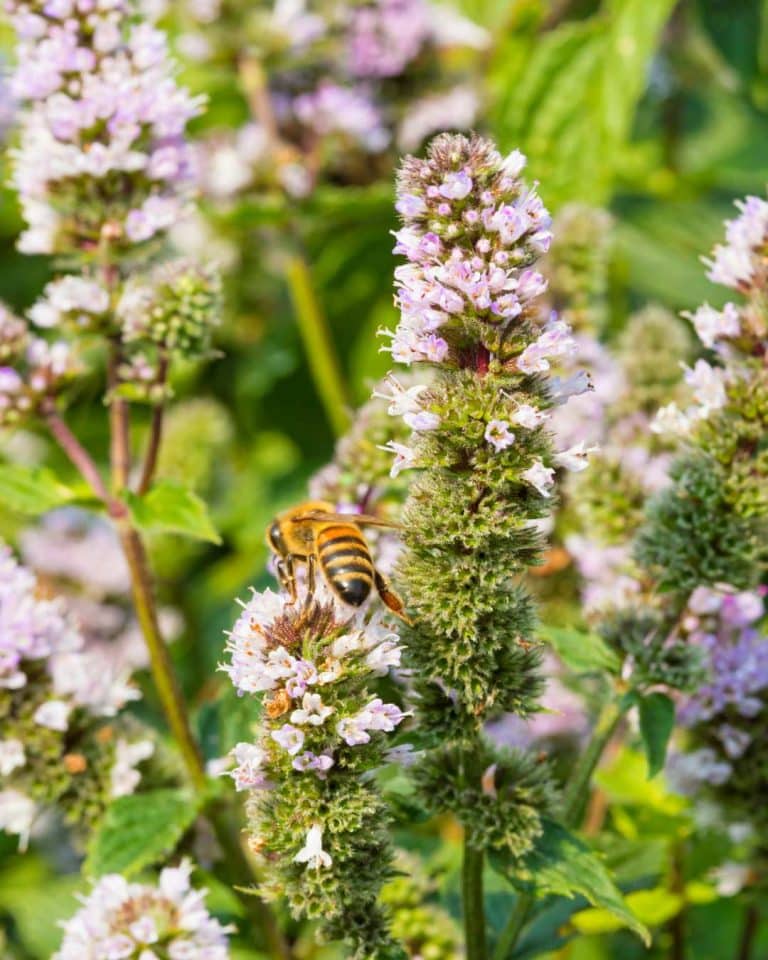 10 Pollinator-Friendly Plants to Welcome Bees – GFL Outdoors