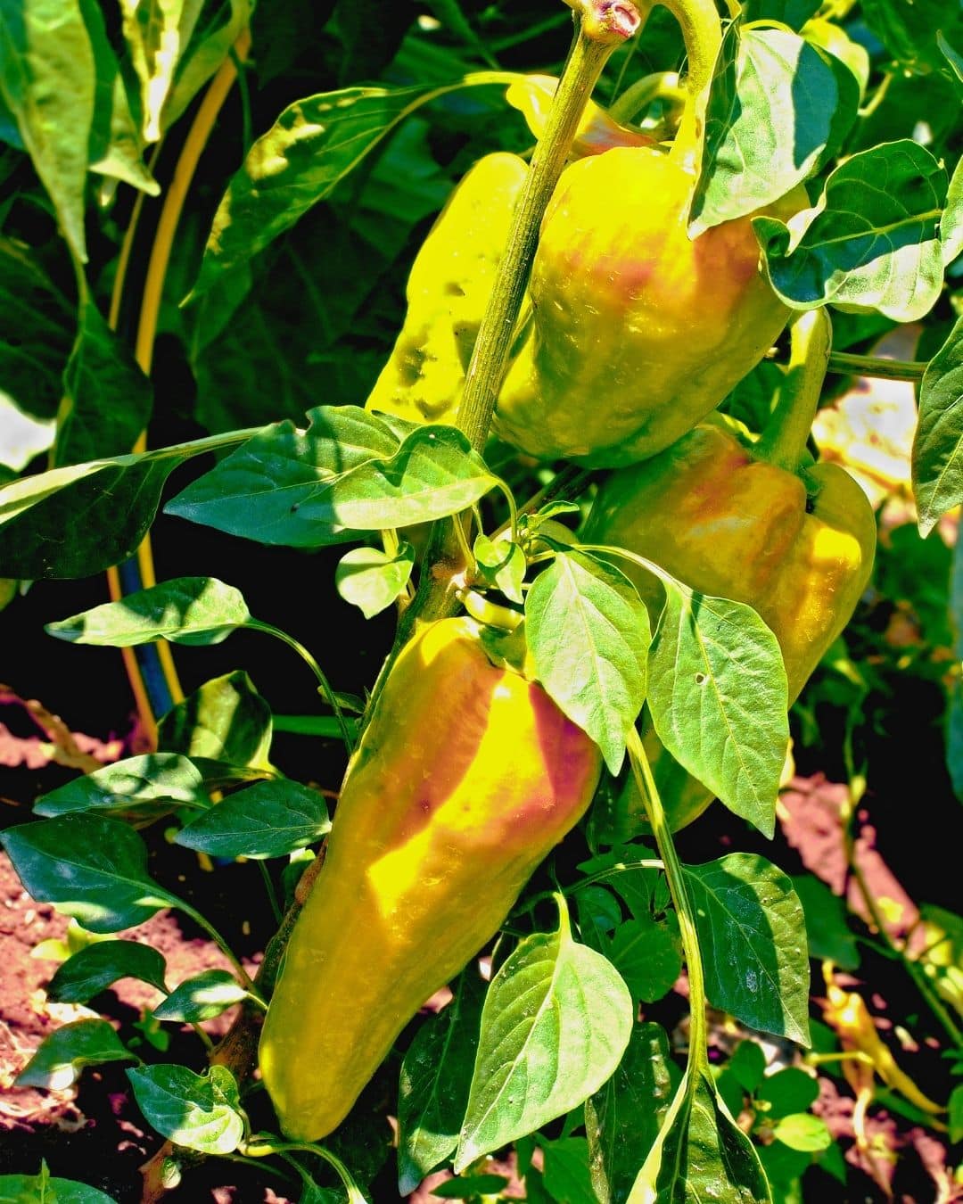 10 Heat Tolerant Vegetables to Plant Now and When to Harvest – GFL Outdoors