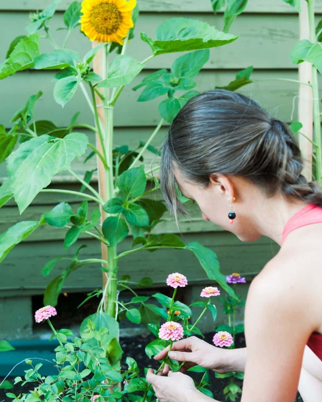 9 Reasons Every Gardener Should Grow Zinnias – GFL Outdoors