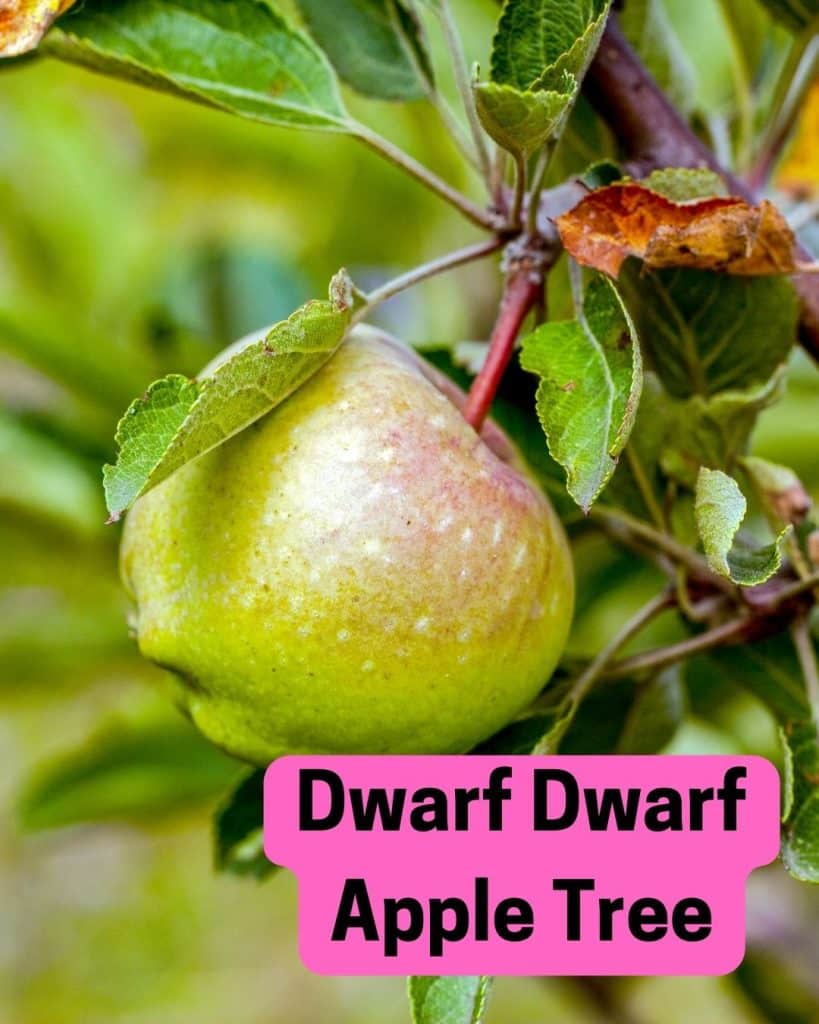 20 Fruit Trees You Can Easily Grow in a Pot (and How to Do It!) – GFL ...