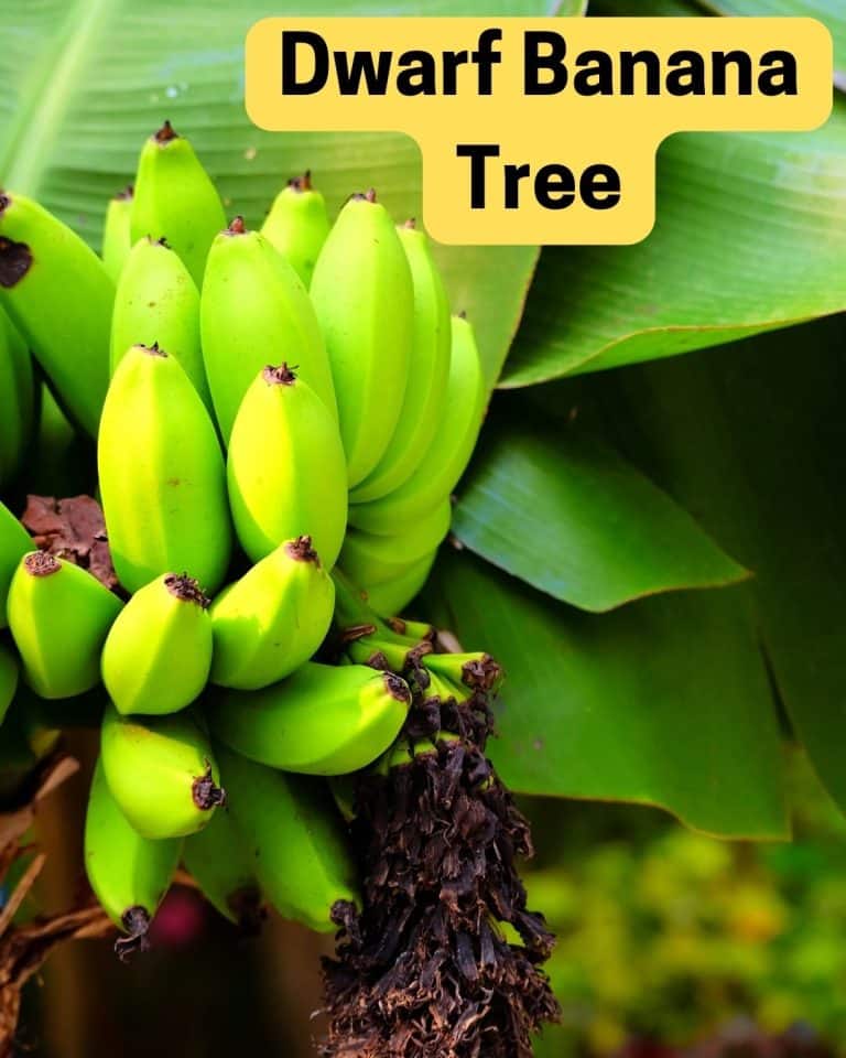 20 Fruit Trees You Can Easily Grow in a Pot (and How to Do It!) - GFL Outdoors