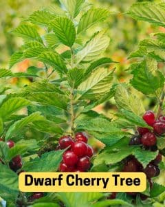 20 Fruit Trees You Can Easily Grow in a Pot (and How to Do It!) - GFL ...