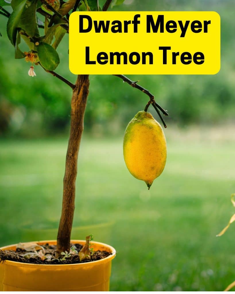 20 Fruit Trees You Can Easily Grow in a Pot (and How to Do It!) - GFL ...