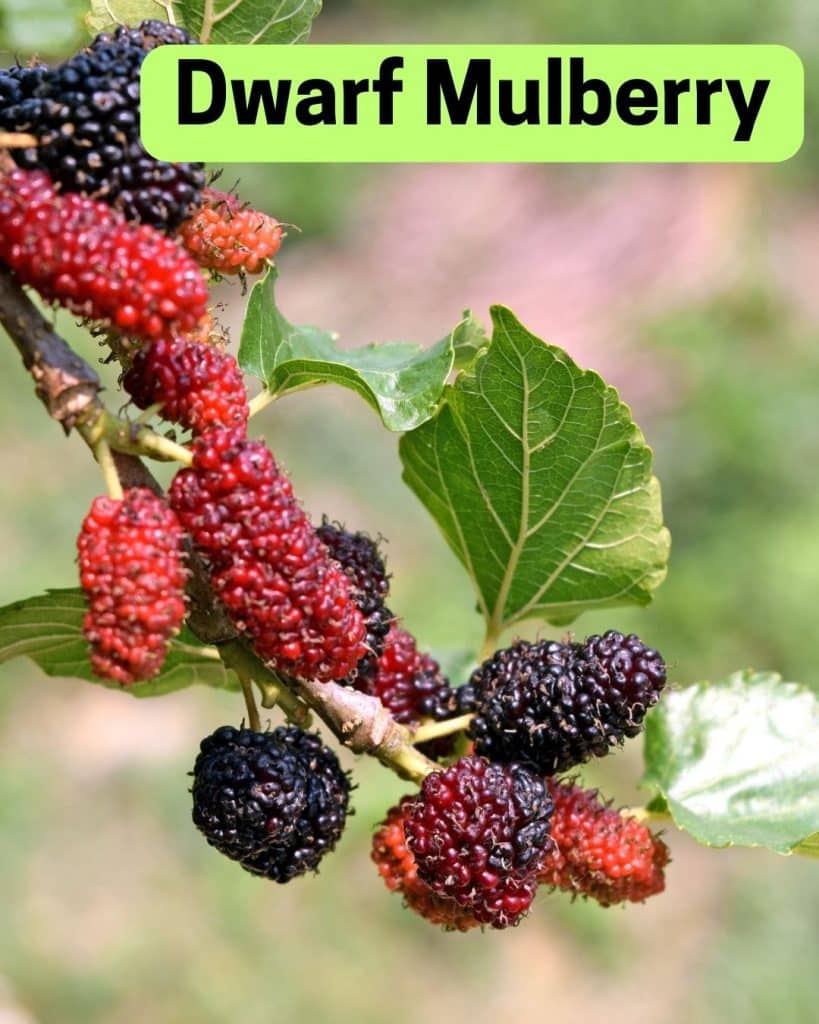 20 Fruit Trees You Can Easily Grow in a Pot (and How to Do It!) – GFL ...